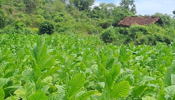 Pemkab Sumenep Tetapkan Titik Impas Tembakau 2025, Berikut Harganya ...